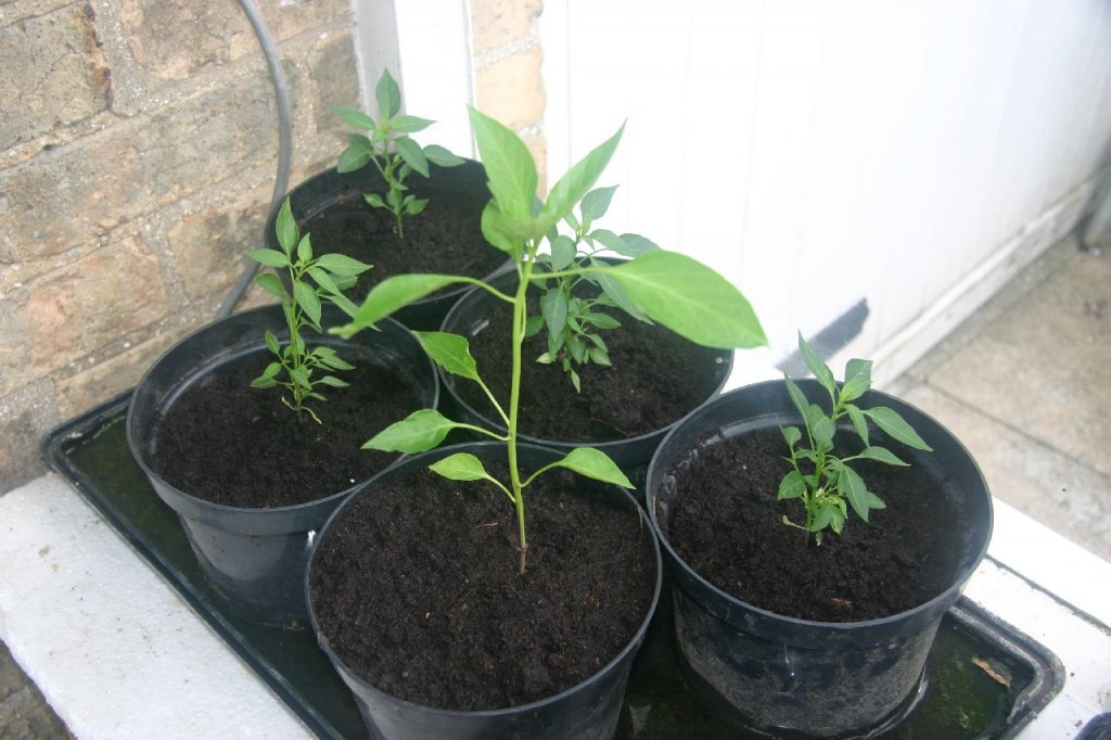 chilli plants « andysworld!