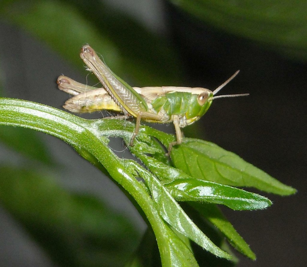 Grasshopper « andysworld!